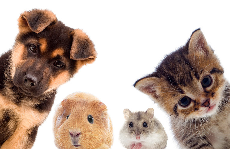 Animals and Pets – Primary Mandarin Toolkit